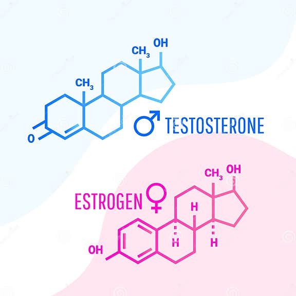 Formule Moléculaire Des Hormones Oestrogène Et Testostérone Avec Formes