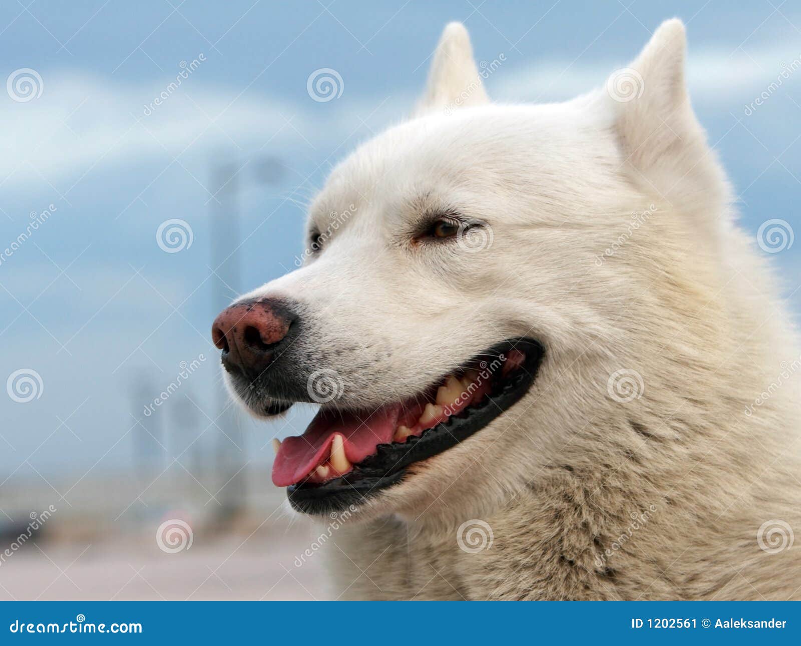 Fornido imagen de archivo. Imagen de piel, sociable, primer - 1202561