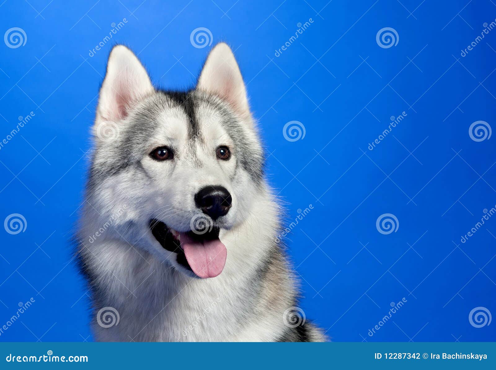 Fornido foto de archivo. Imagen de fornido, adorable - 12287342