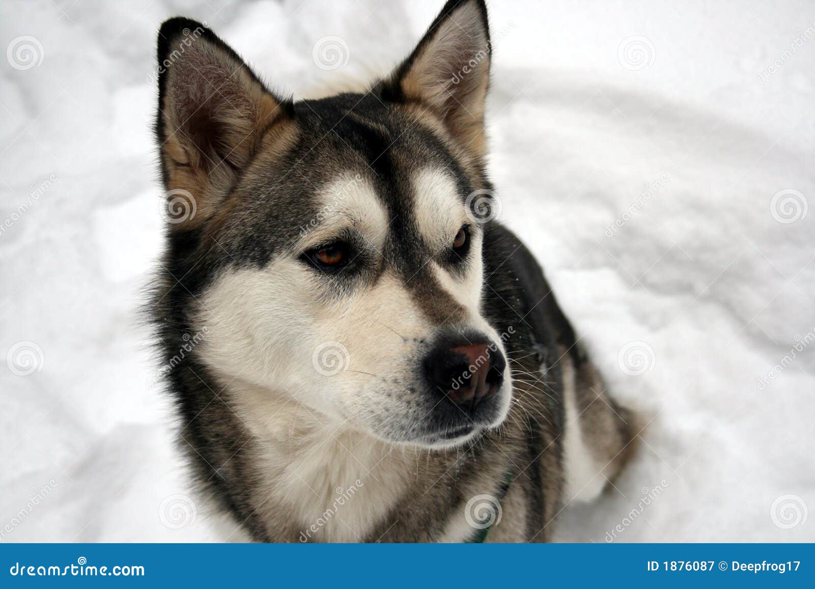 Fornido imagen de archivo. Imagen de invierno, alaska - 1876087