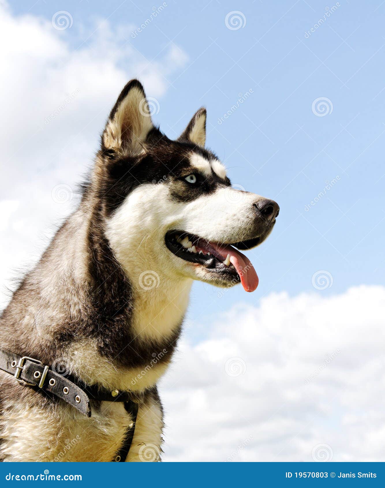 Fornido. imagen de archivo. Imagen de lengüeta, animal - 19570803