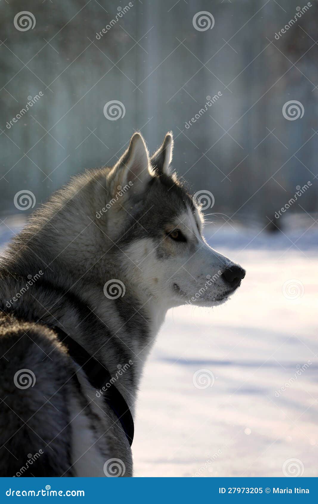 Fornido imagen de archivo. Imagen de activo, raza, lindo - 27973205