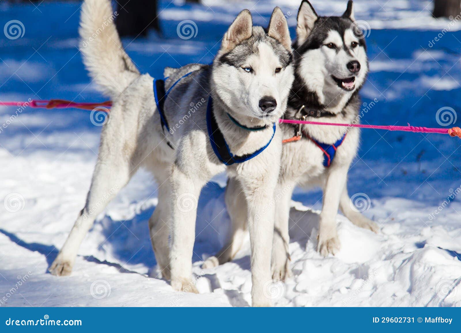 Fornido imagen de archivo. Imagen de personas, polarizado - 29602731
