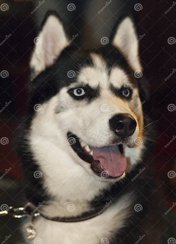 Fornido imagen de archivo. Imagen de nariz, fornido, mojado - 34422351