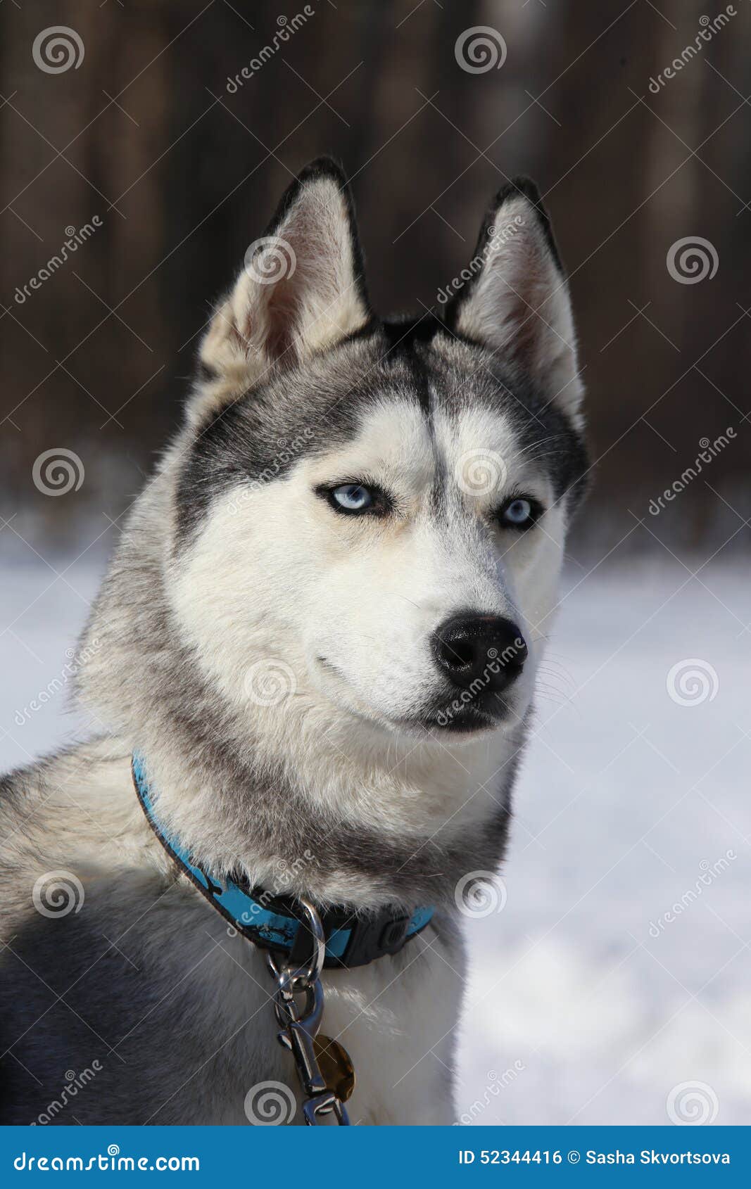 Fornido foto de archivo. Imagen de casta, fornido, lobo - 52344416