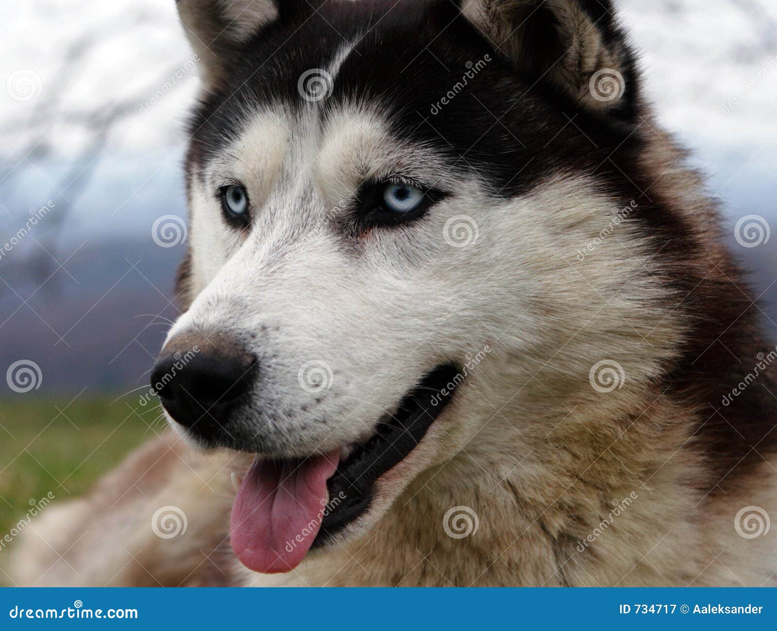 Fornido imagen de archivo. Imagen de cansado, alarma, mirada - 734717