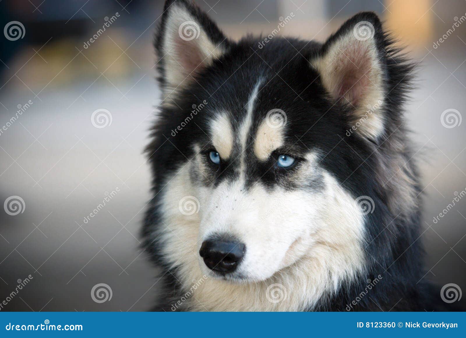 Fornido foto de archivo. Imagen de lindo, polarizado, mirada - 8123360