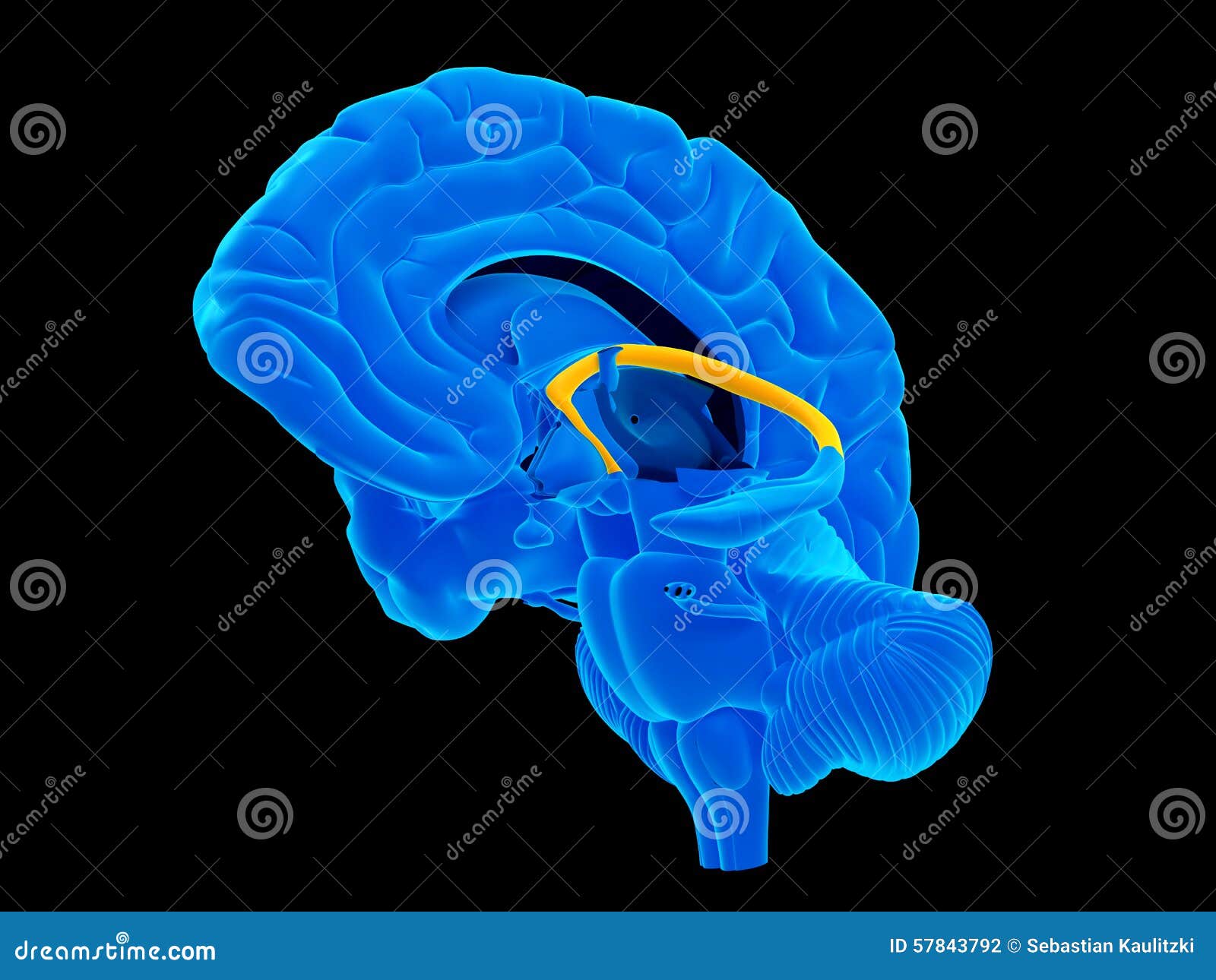 The fornix stock illustration. Illustration of medically - 57843792