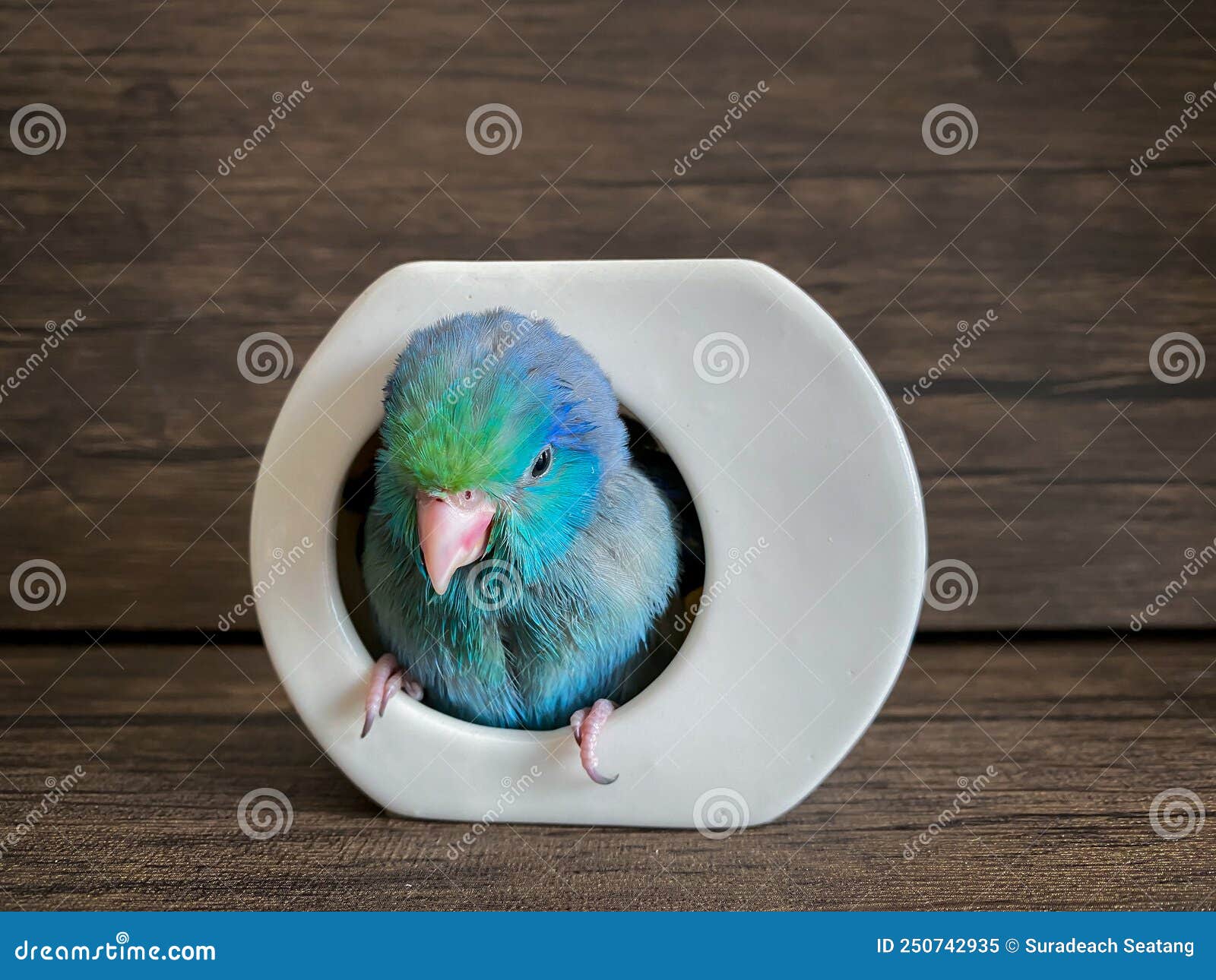 Forpus Blue Color Parrot Bird Stock Image - Image of parrots, pacific ...