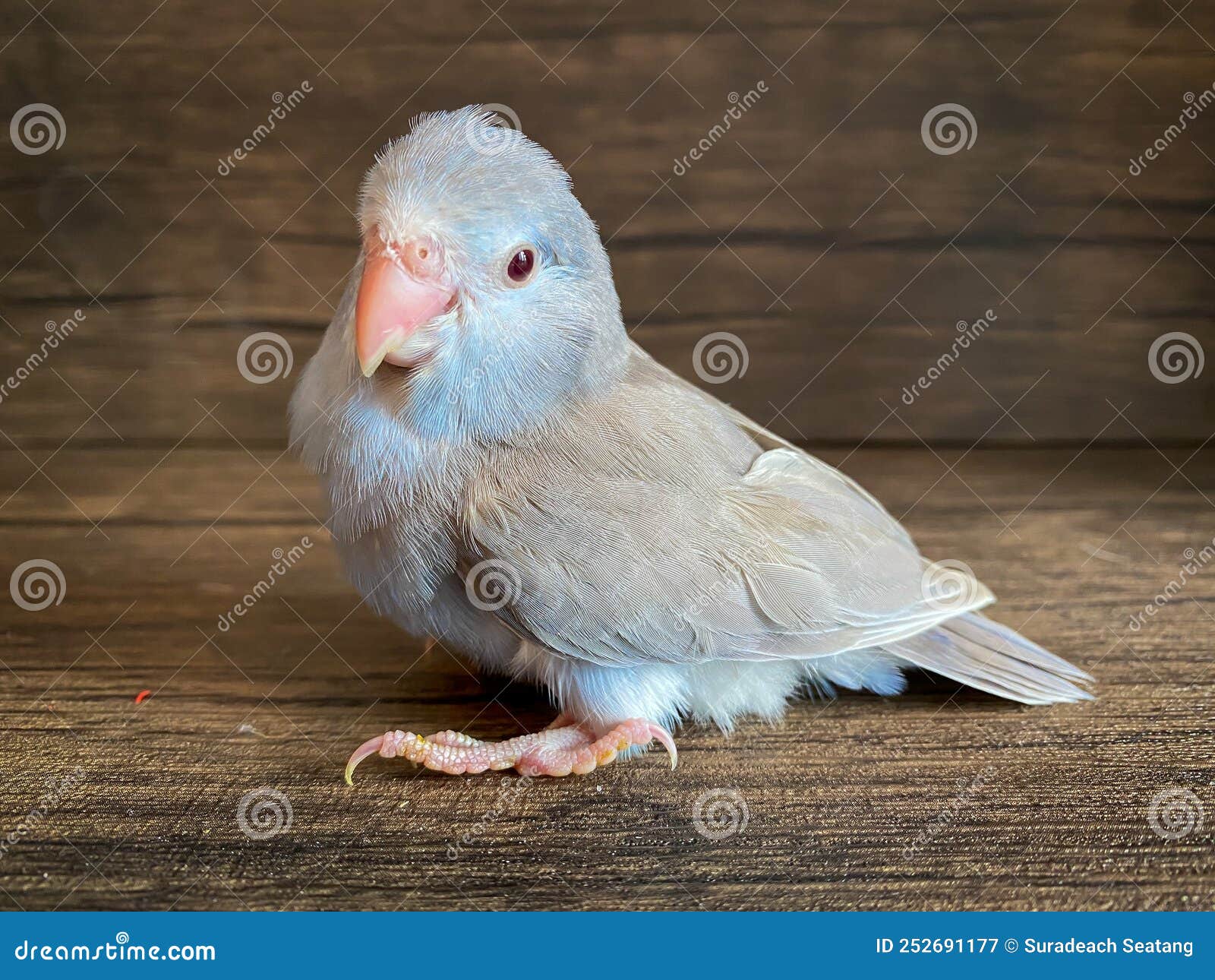 Forpus Blue Color Parrot Bird Stock Image - Image of pretty, blue ...
