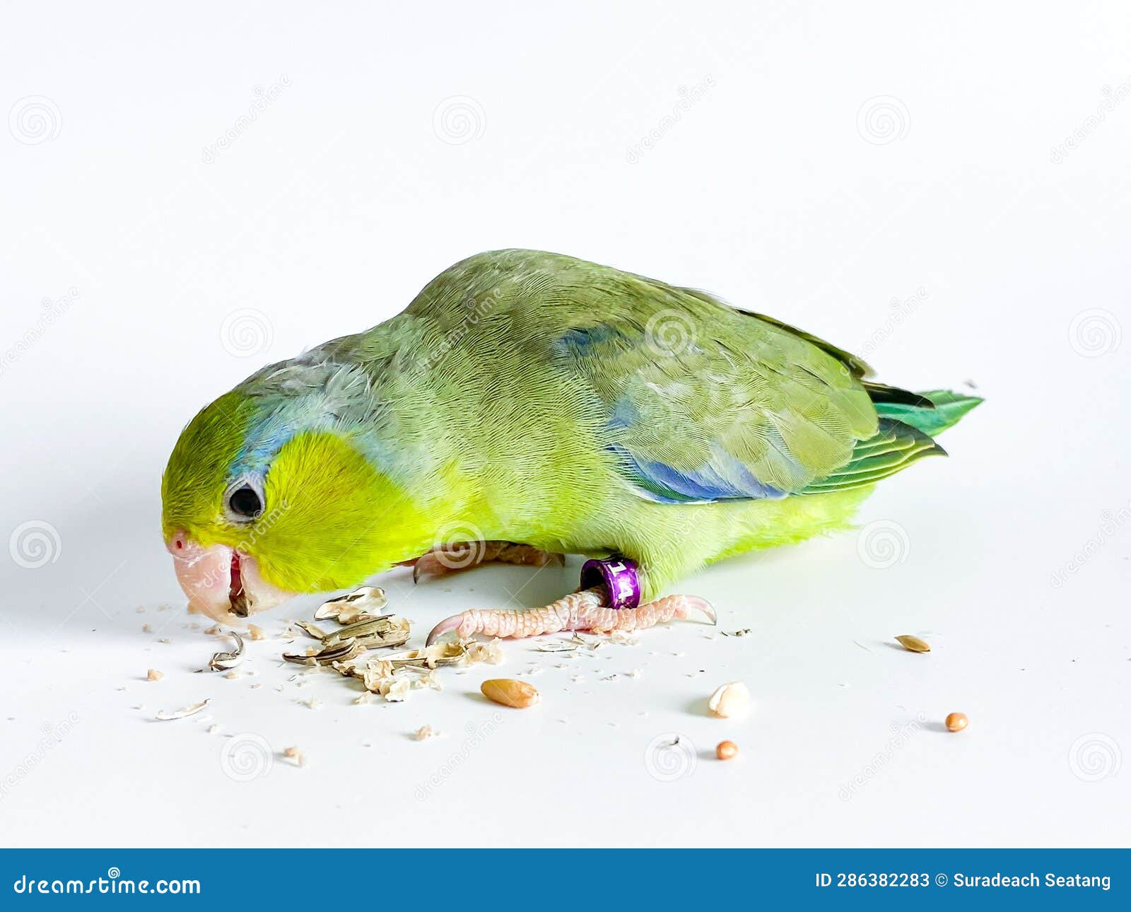Forpus Parrot Bird on the Background Stock Image - Image of male ...