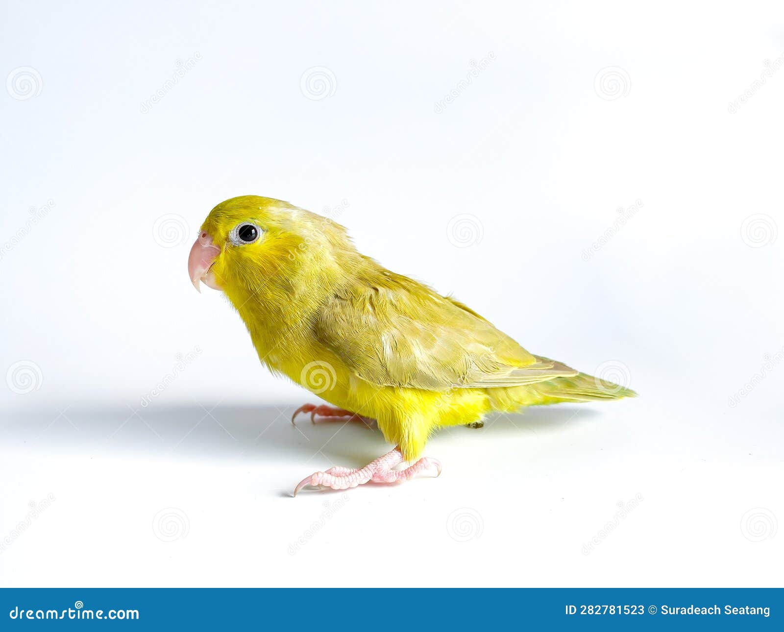 Forpus Parrot Bird on the White Stock Image - Image of pretty, rainbow ...
