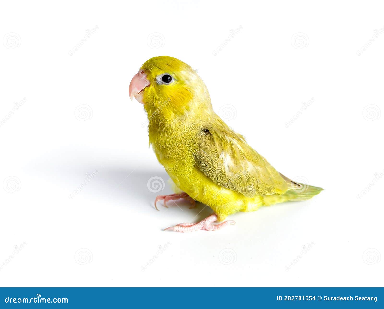 Forpus Parrot Bird on the White Stock Photo - Image of wing, rainbow ...