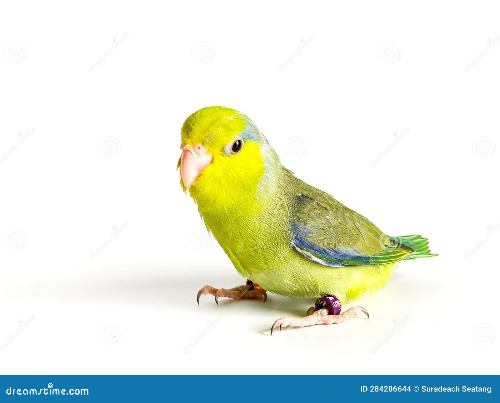 Forpus Parrot Bird on the White Stock Photo - Image of smallest, cute ...