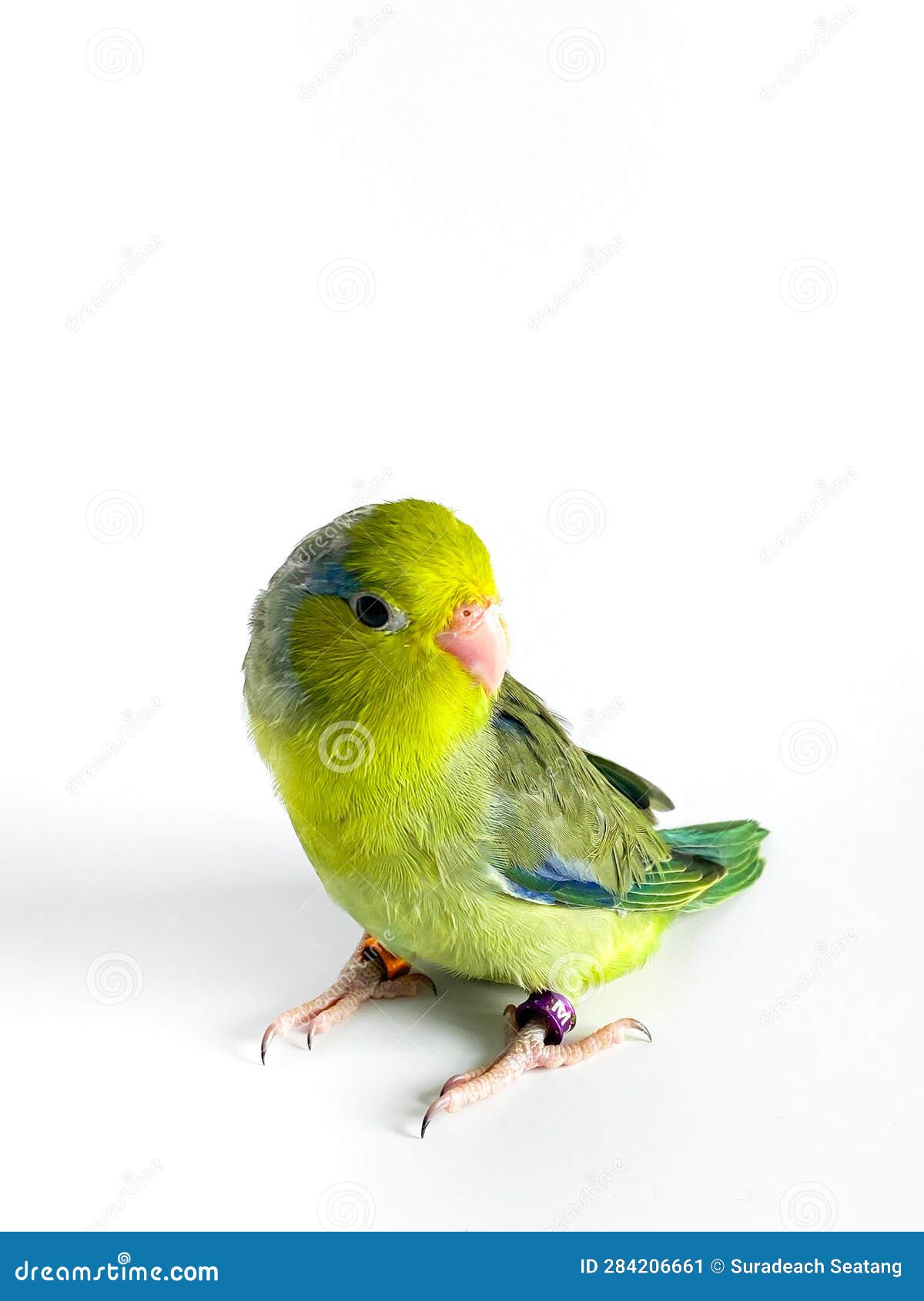 Forpus Parrot Bird on the White Stock Image - Image of blue, birdlife ...