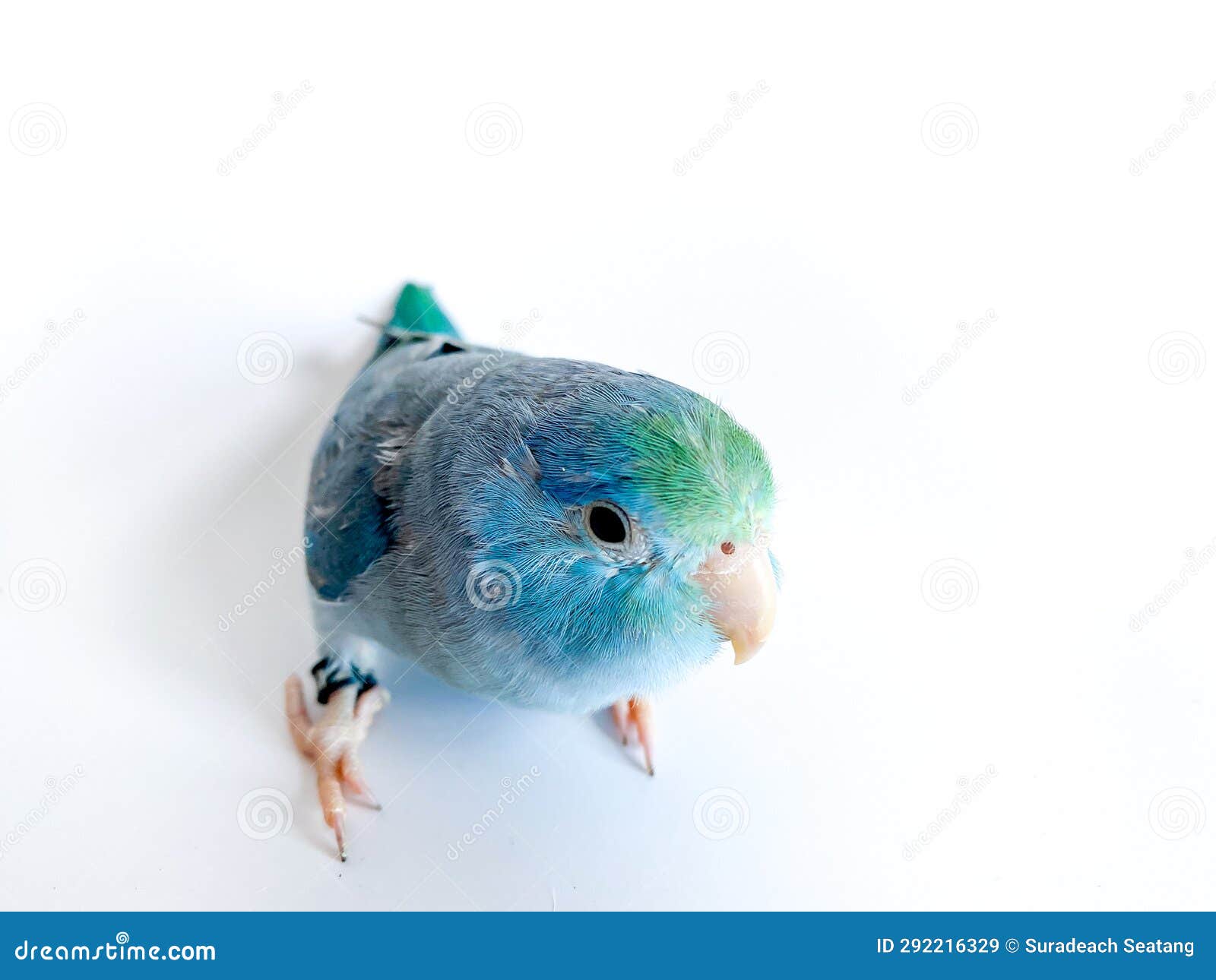 Forpus Parrot Bird on the White Stock Image - Image of beautiful ...