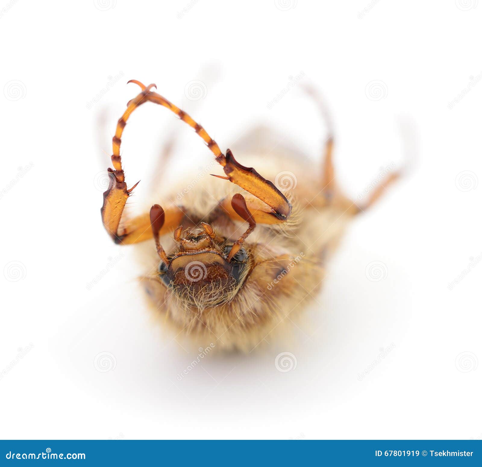 Forra isolada no branco imagem de stock. Imagem de marrom - 67801919