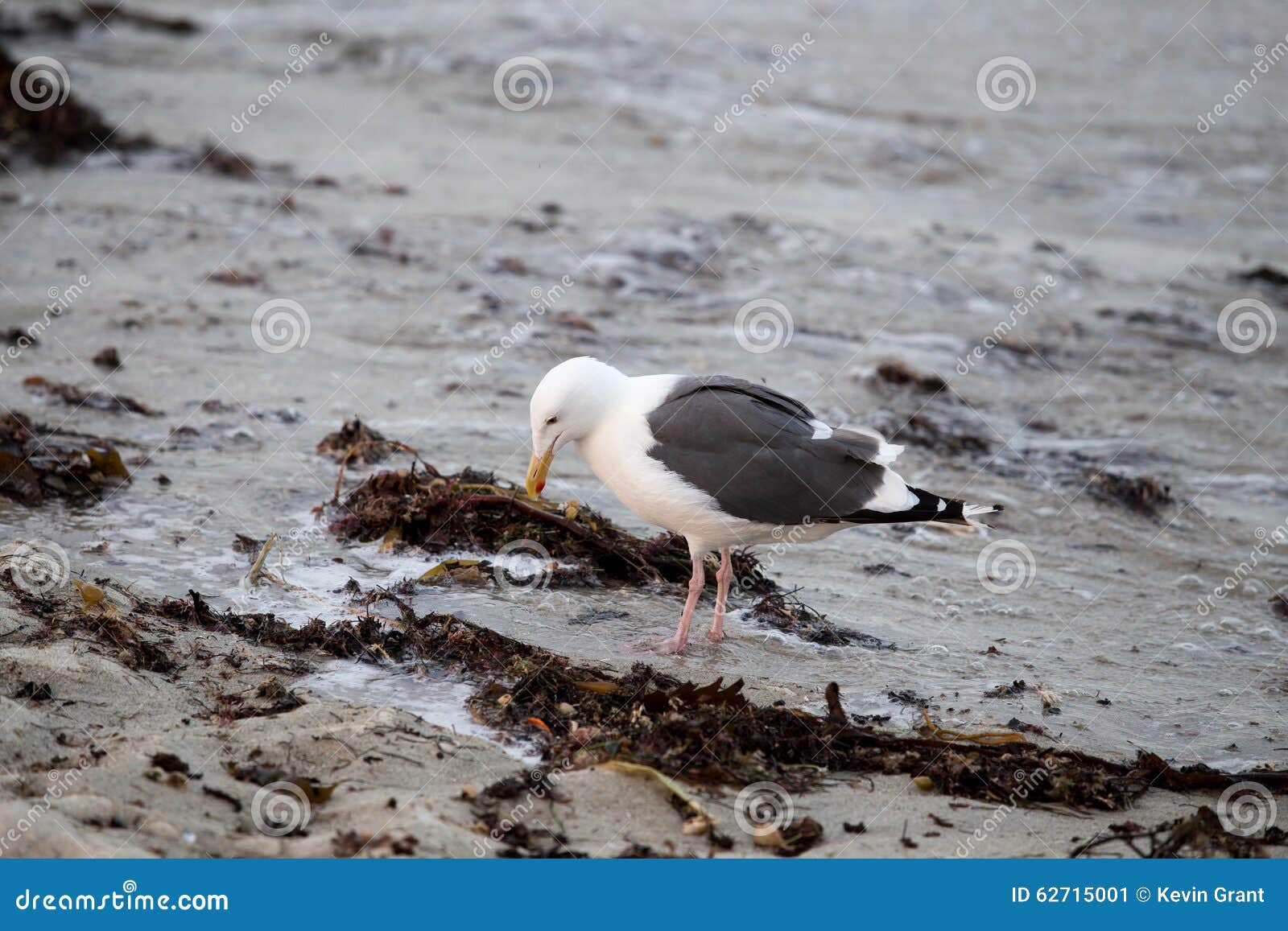 Forraging Seagull stock image. Image of larus, jolla - 62715001