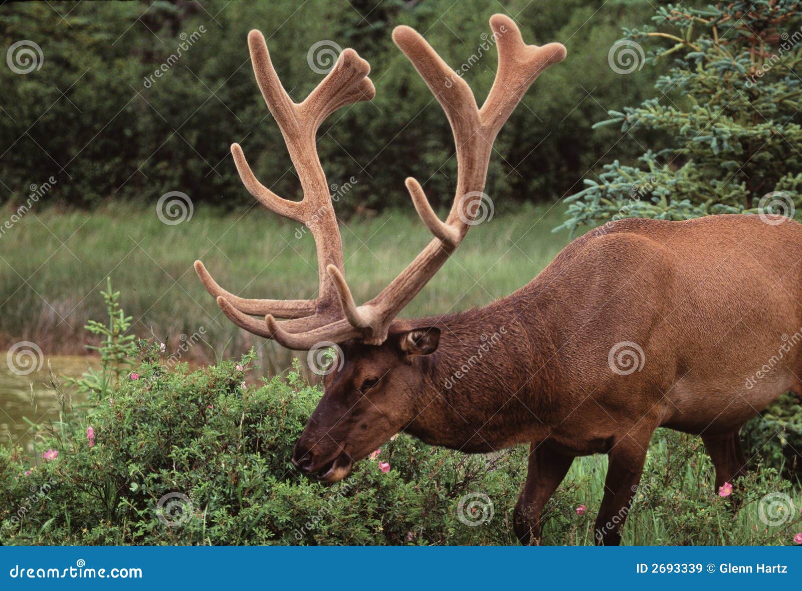 Forraje Canadiense De Los Alces Imágenes de archivo libres de regalías ...