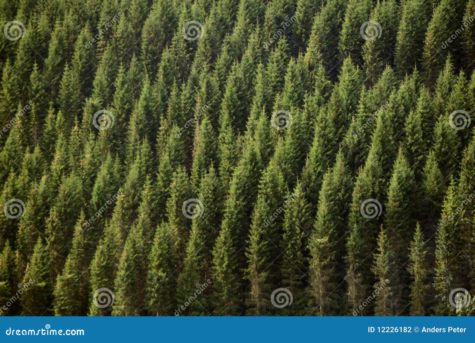 Forrest stock photo. Image of scenery, nature, forrest - 12226182