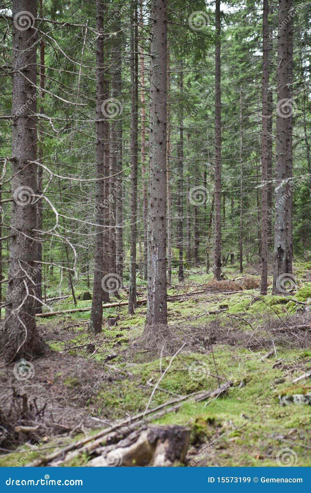 Forrest stock image. Image of outdoors, foliage, rock - 15573199