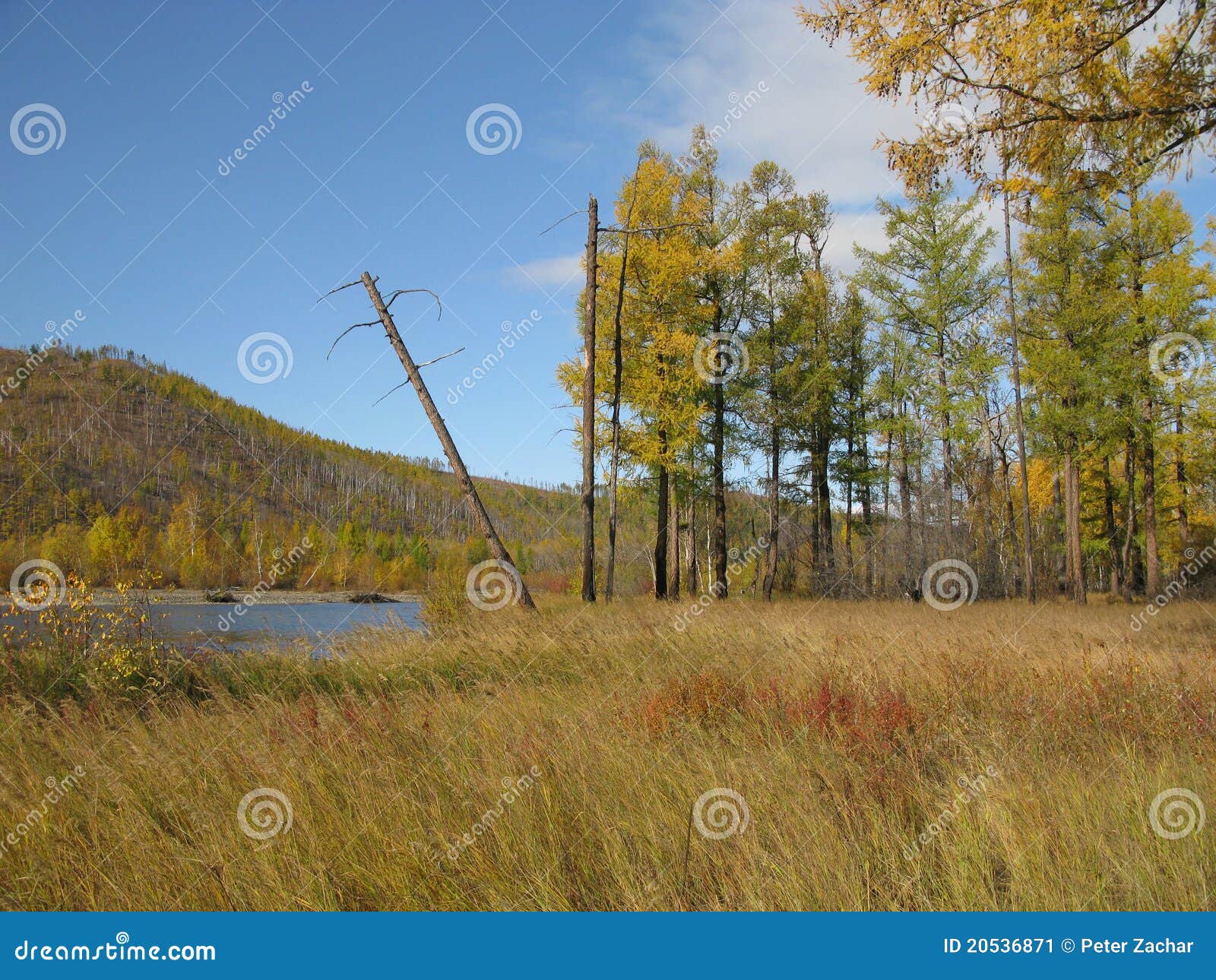 Forrest stock image. Image of leaves, period, orange - 20536871