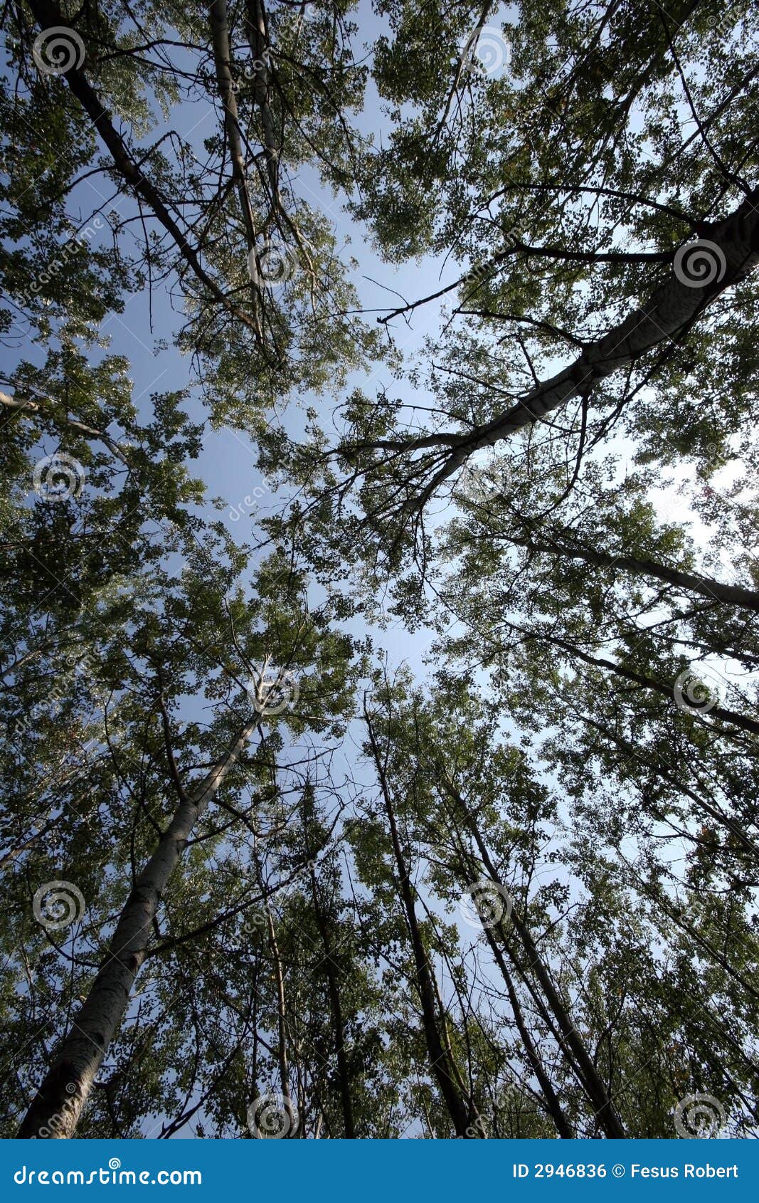 In the forrest stock photo. Image of close, tall, countryside - 2946836