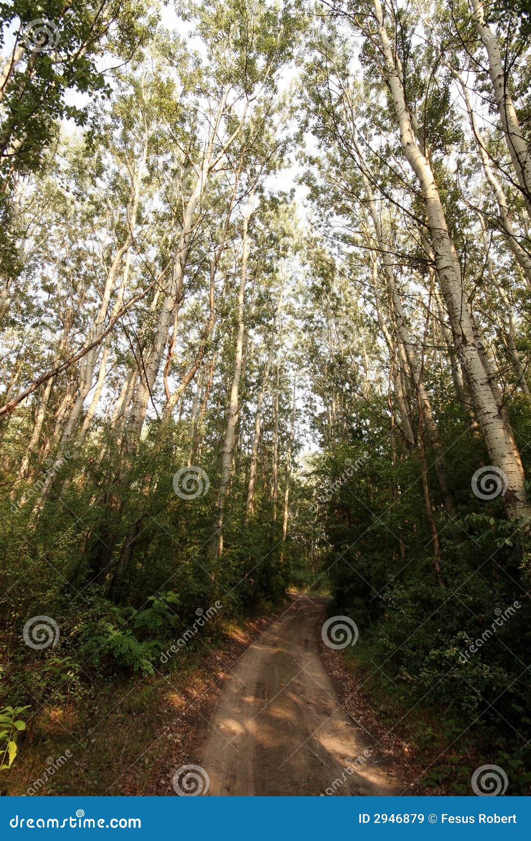 In the forrest stock image. Image of cover, aaronu, tall - 2946879