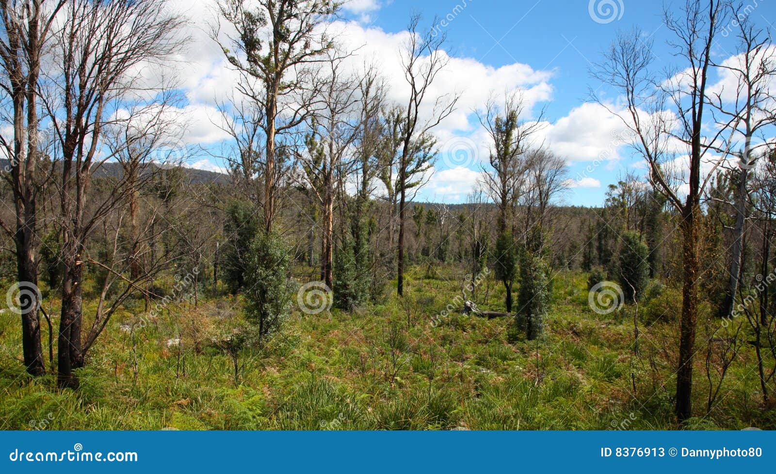 Forrest stock image. Image of dead, leaves, country, forrest - 8376913