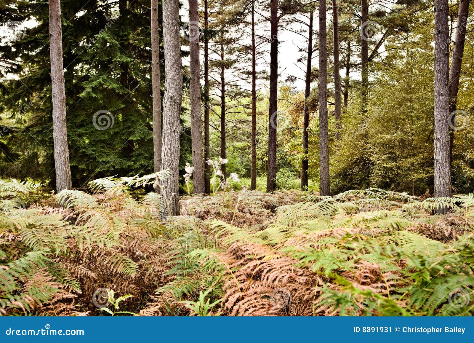 Forrest stock image. Image of green, fern, coniferous - 8891931