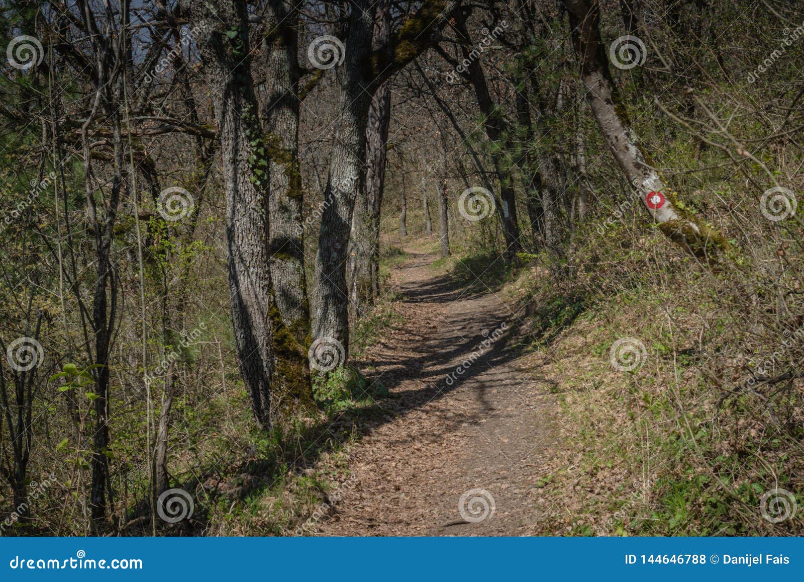Forrest Background, with Free Leafs and Generic Scenery Stock Photo ...