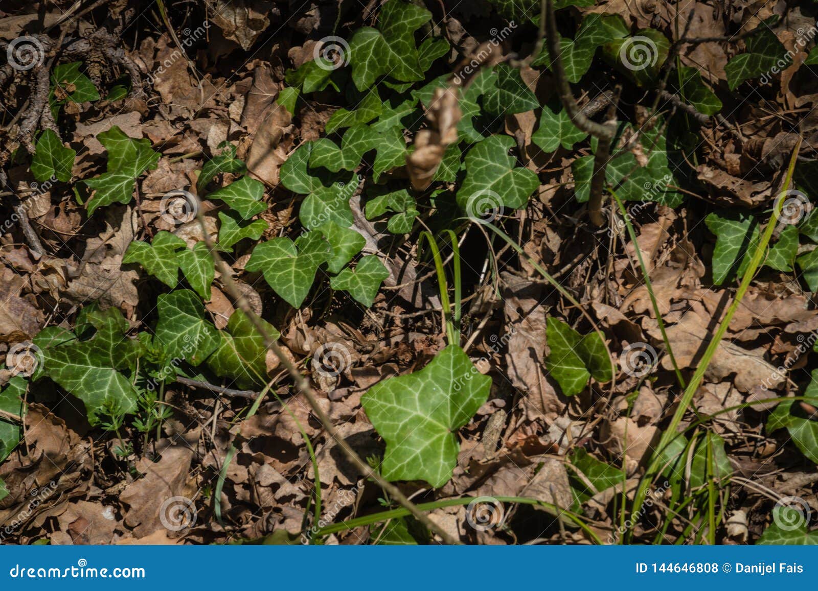 Forrest Background, with Free Leafs and Generic Scenery Stock Photo ...