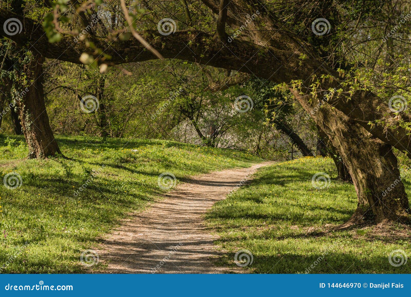 Forrest Background, with Free Leafs and Generic Scenery Stock Photo ...