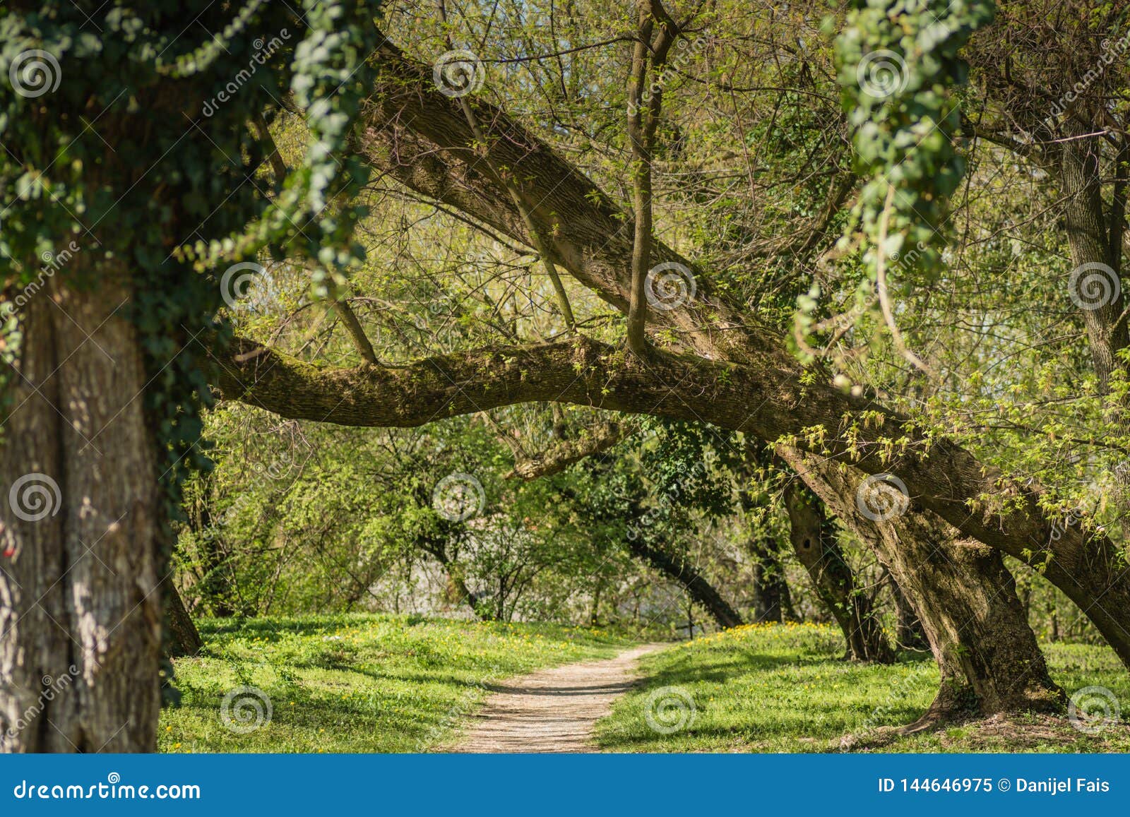 Forrest Background, with Free Leafs and Generic Scenery Stock Image ...
