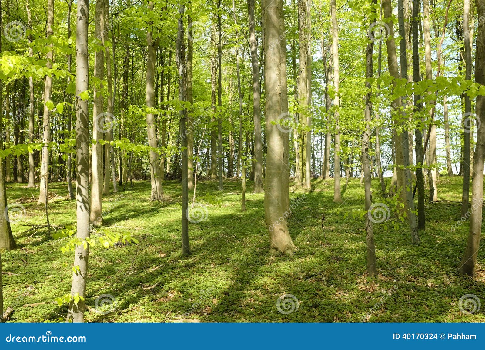 Forrest stock photo. Image of leaf, branch, green, light - 40170324