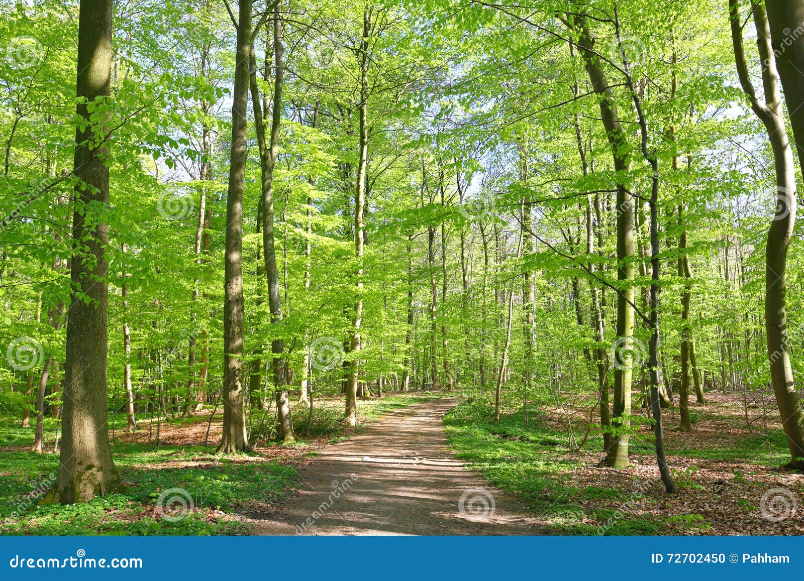 Forrest stock photo. Image of recreation, empty, green - 72702450