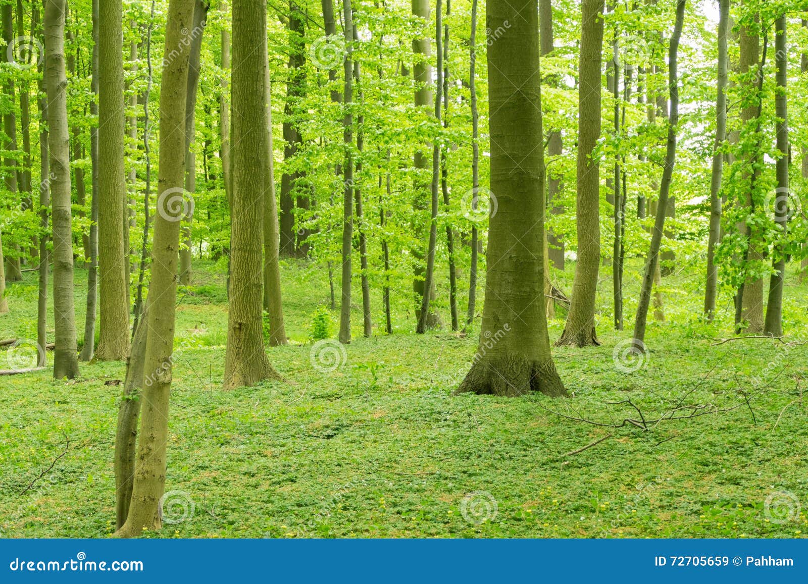 Forrest stock image. Image of lonesome, recreation, path - 72705659