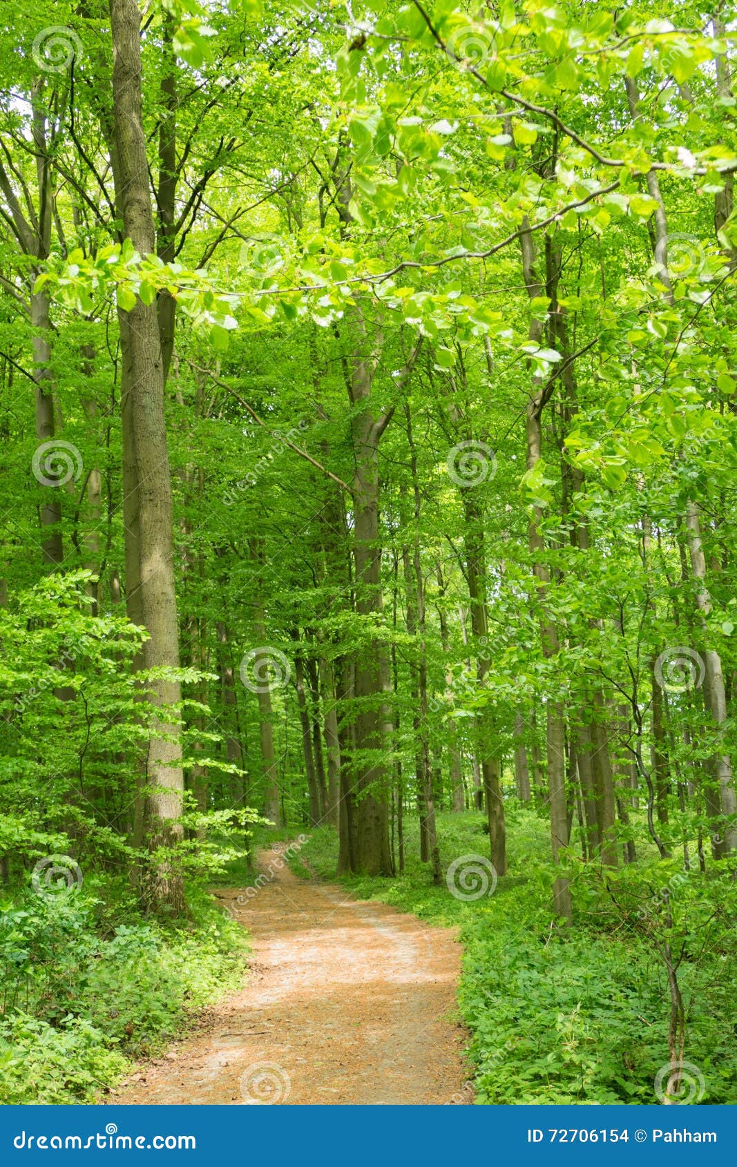 Forrest stock photo. Image of landscape, branch, branches - 72706154