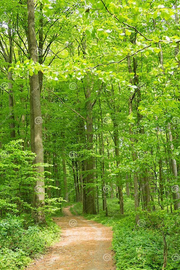 Forrest stock photo. Image of landscape, branch, branches - 72706154