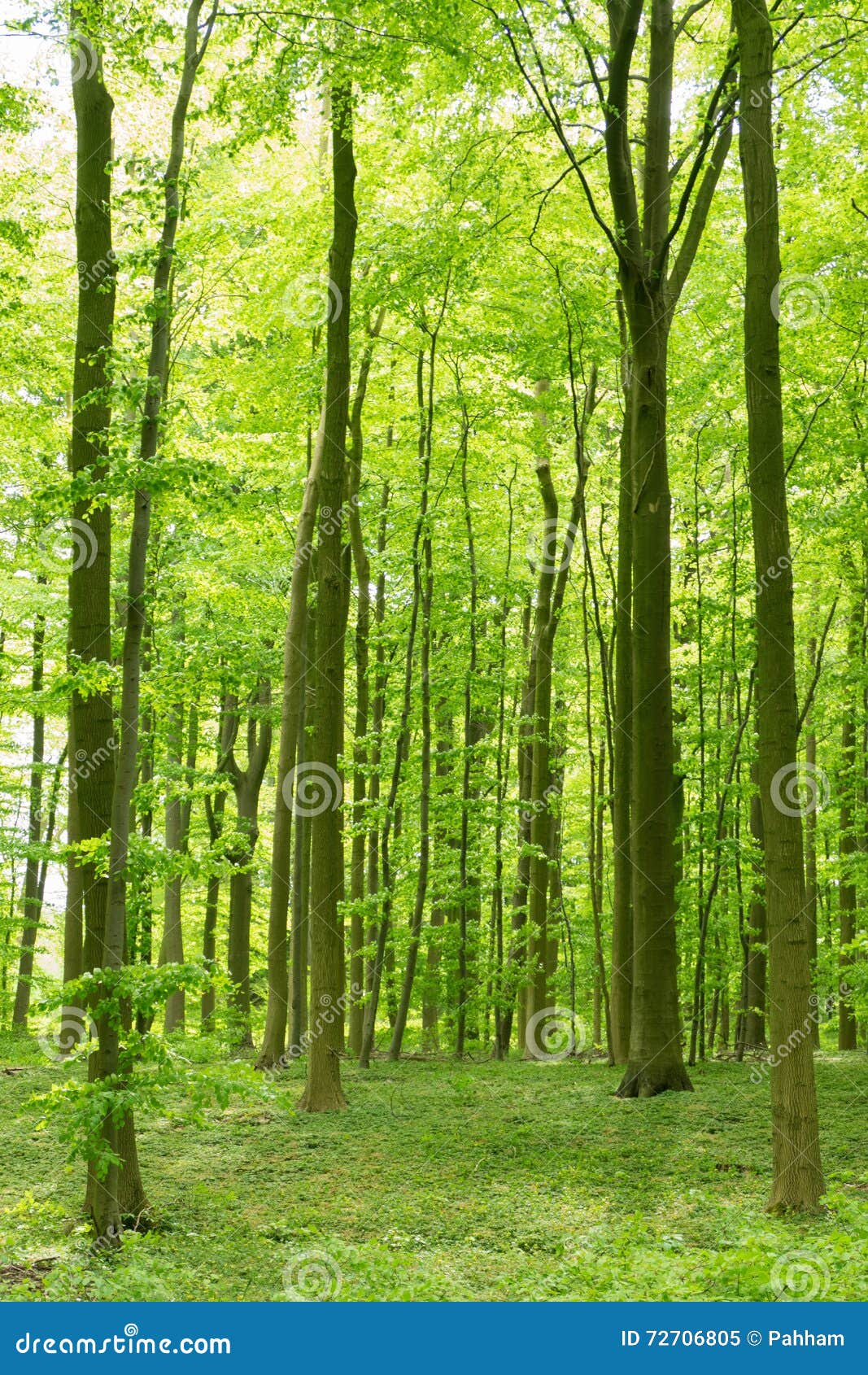 Forrest stock image. Image of mysterious, beautiful, lonesome - 72706805