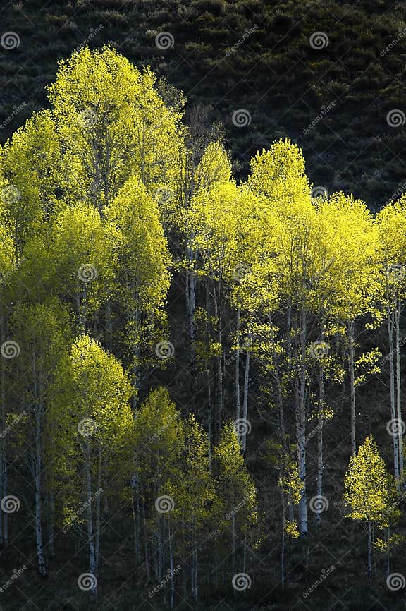 Forrest of Birch Trees stock photo. Image of sunlight - 2594818