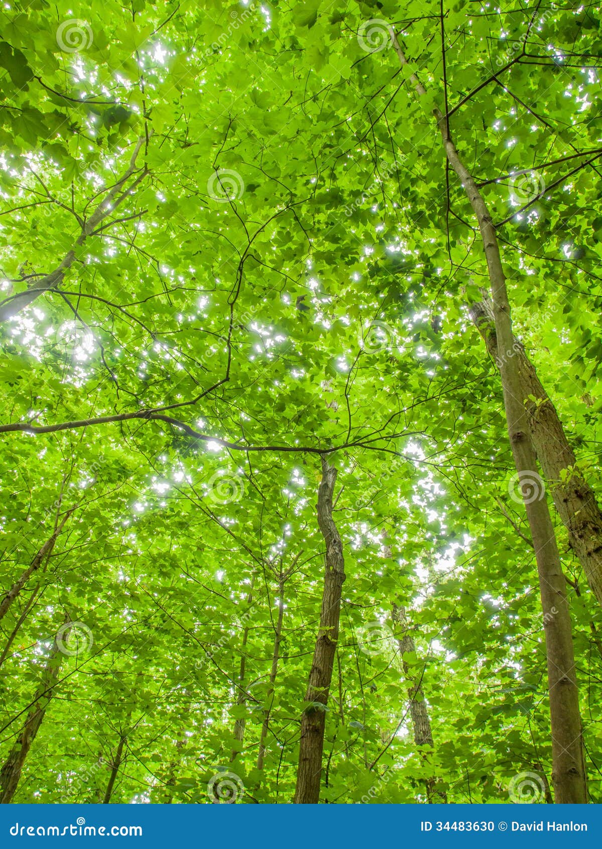 Forrest canopy stock photo. Image of leaves, leaf, leafy - 34483630