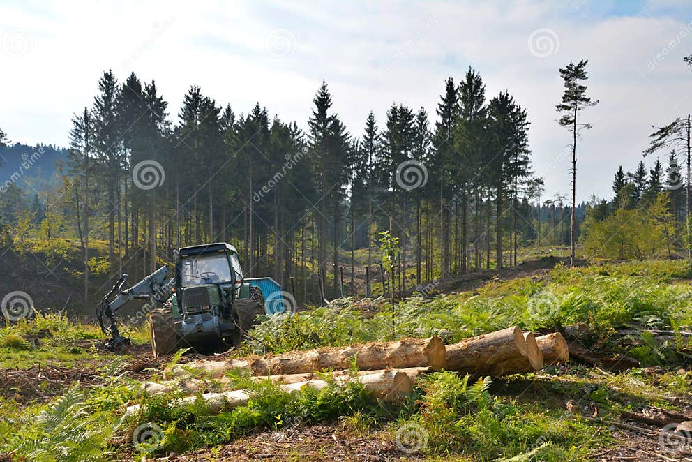 Forrest Cutting Trees Down Logged Stock Photo - Image of clearcutting ...