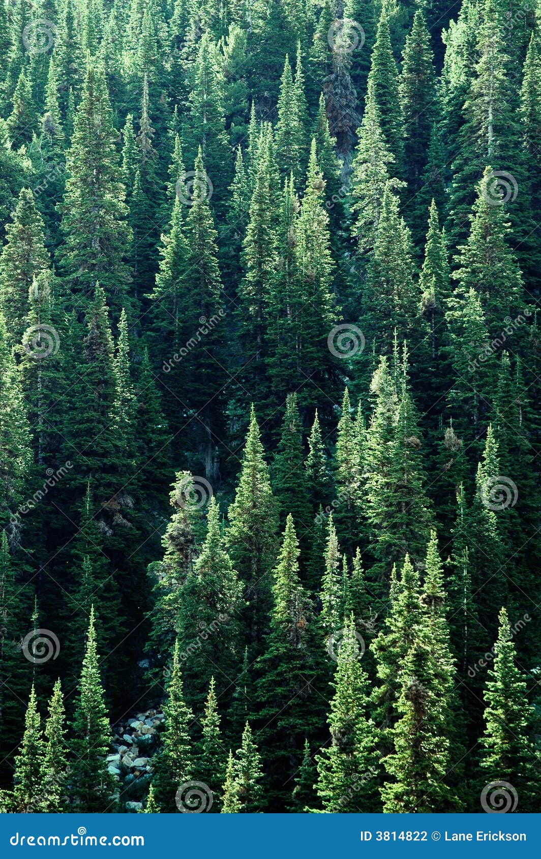 Forrest Degli Alberi Di Pino Fotografia Stock - Immagine di ovest ...