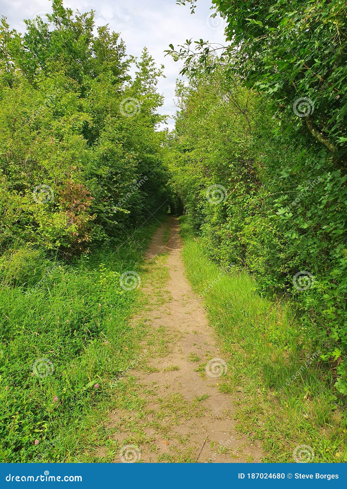Forrest entry stock photo. Image of entry, good, life - 187024680