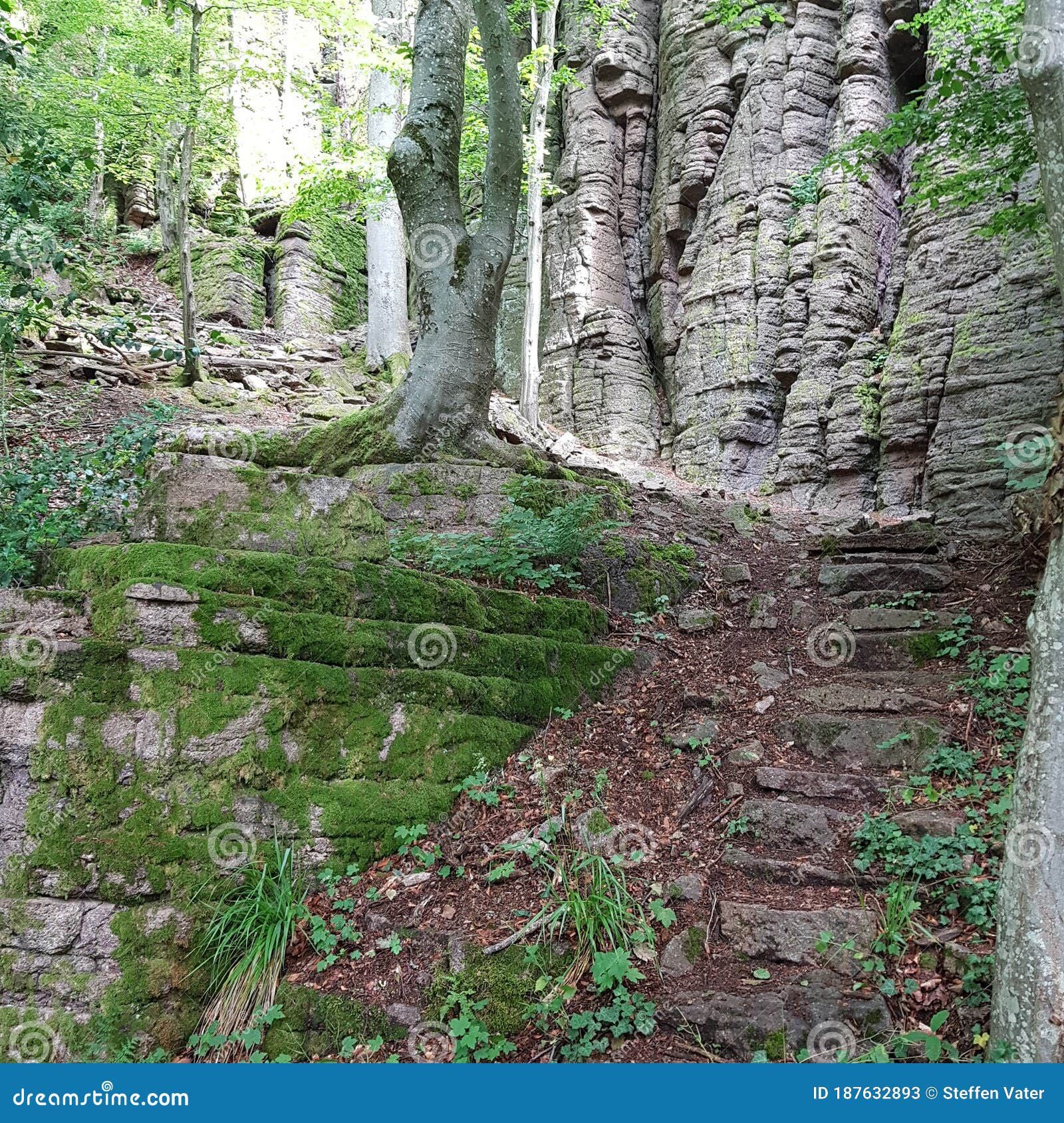 Forrest in Germany stock image. Image of vegetation - 187632893