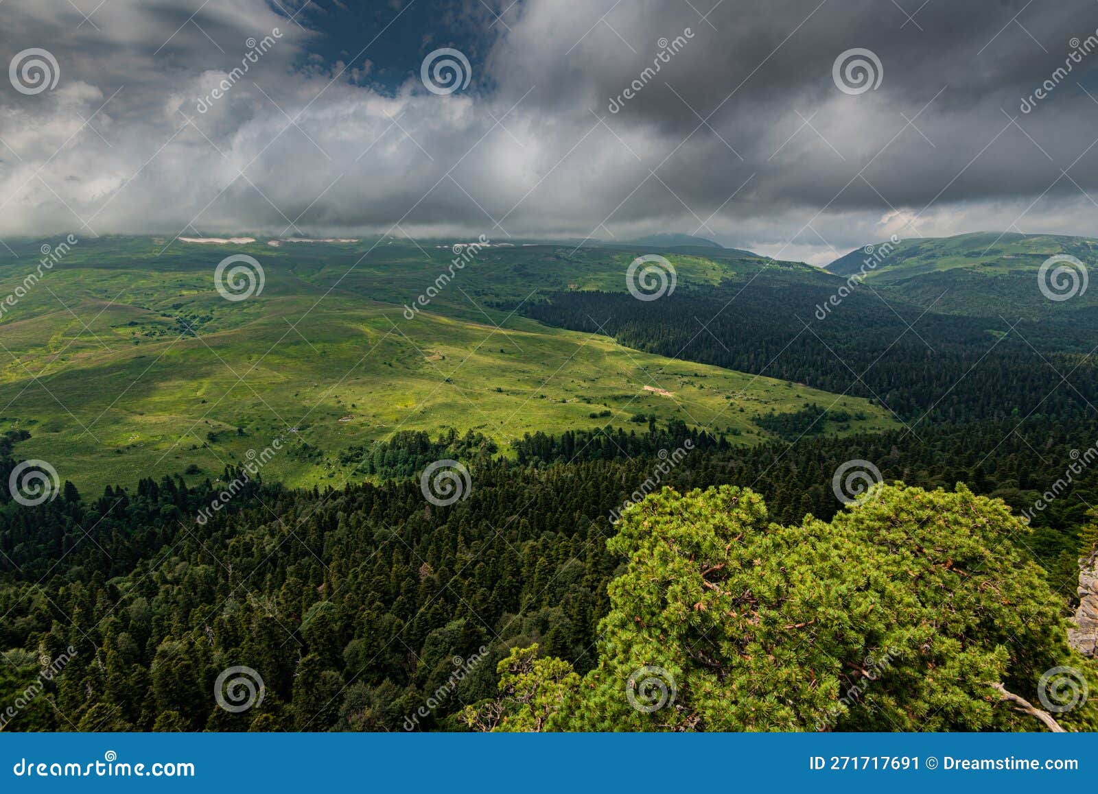 Forrest of Green Pine Trees on Mountainside Stock Image - Image of ... Forrest of Green Pine Trees on Mountainside Stock Image - Image of ...
