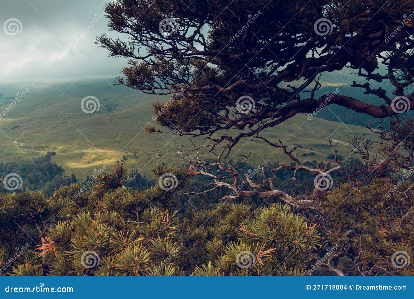 Forrest of Green Pine Trees on Mountainside Stock Photo - Image of hill ...