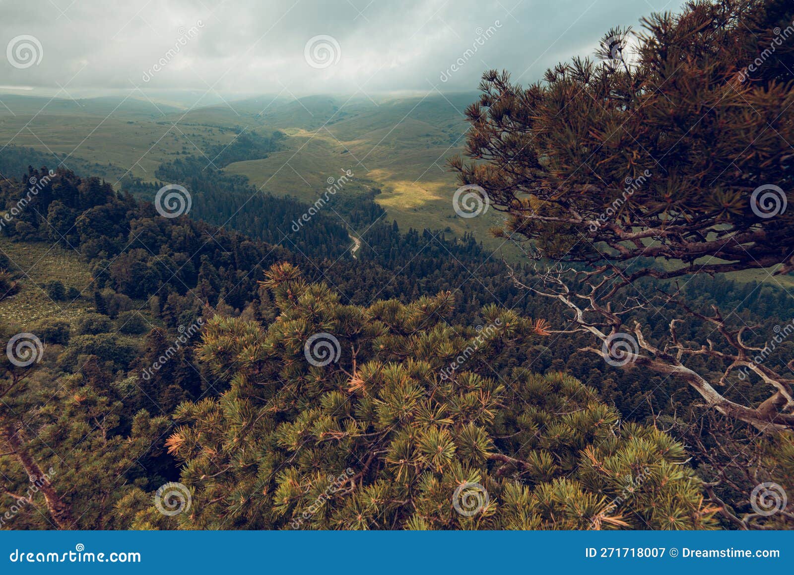 Forrest of Green Pine Trees on Mountainside Stock Image - Image of ... Forrest of Green Pine Trees on Mountainside Stock Image - Image of ...