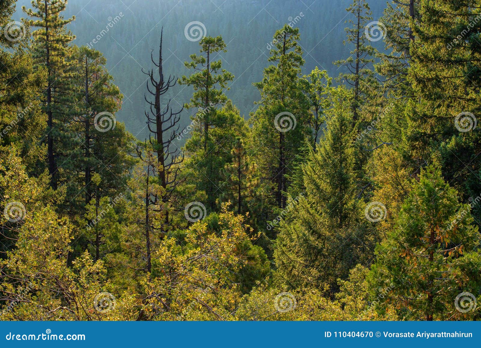 Forrest of Pine Trees on Mountainside with Rain Stock Photo - Image of ... Forrest of Pine Trees on Mountainside with Rain Stock Photo - Image of ...